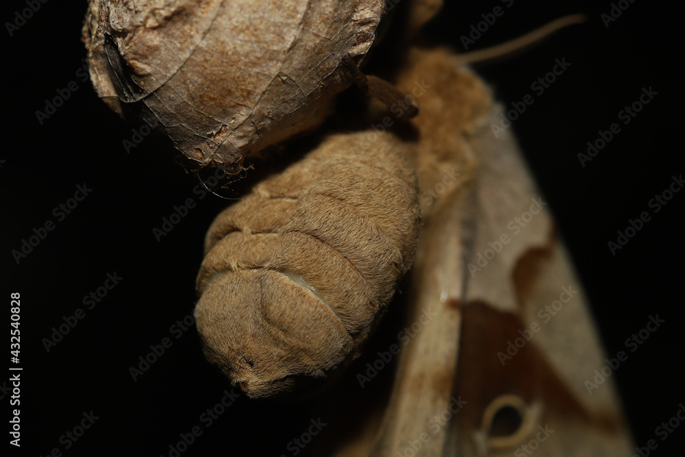 Close up of the fuzzy abdomen of a female Polyphemus Moth clinging to ...