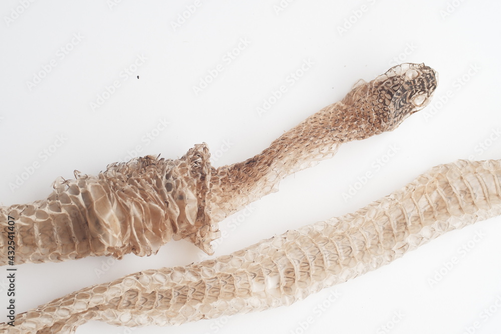 Snake shedding skin on white background,molting snake Stock Photo ...