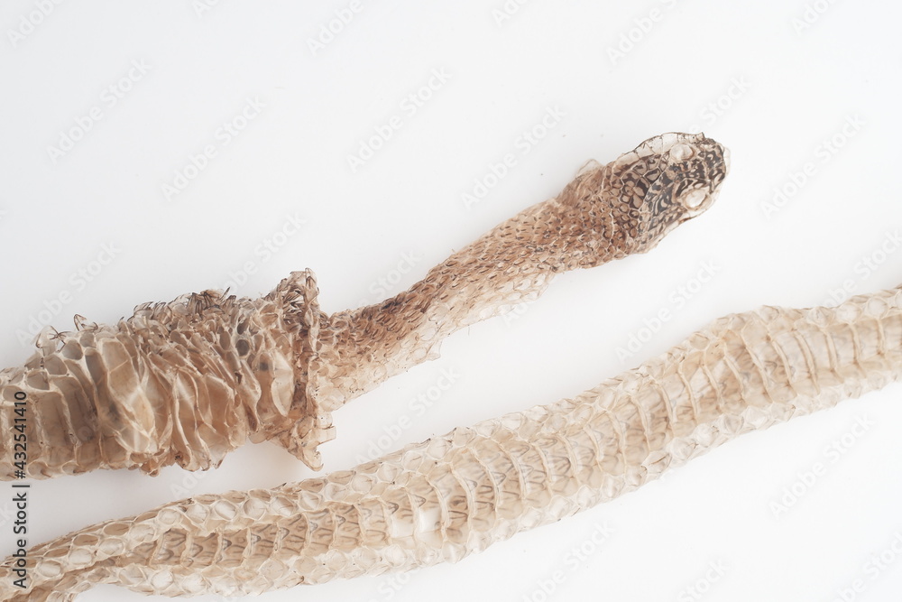 Poster Snake shedding skin on white background,molting snake – Wall Art ...