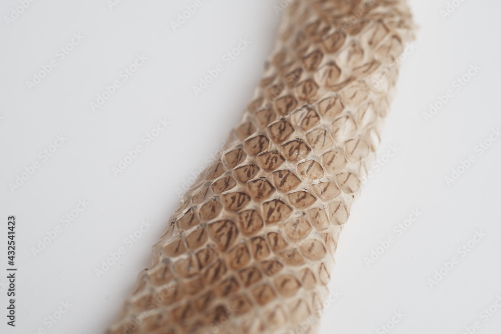 Snake shedding skin on white background,molting snake Stock Photo ...
