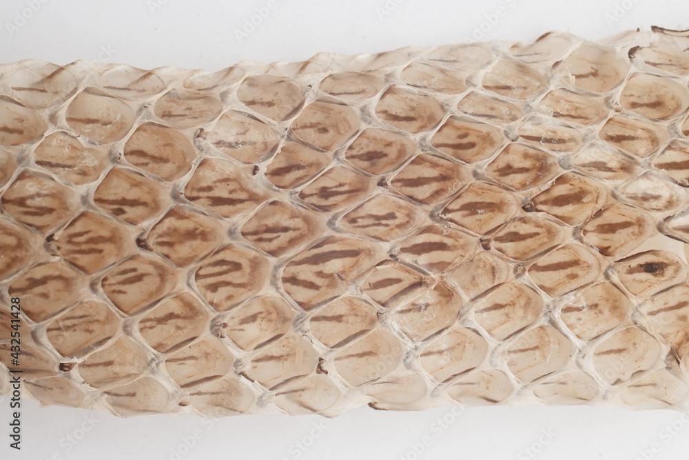Snake shedding skin on white background,molting snake Stock Photo ...