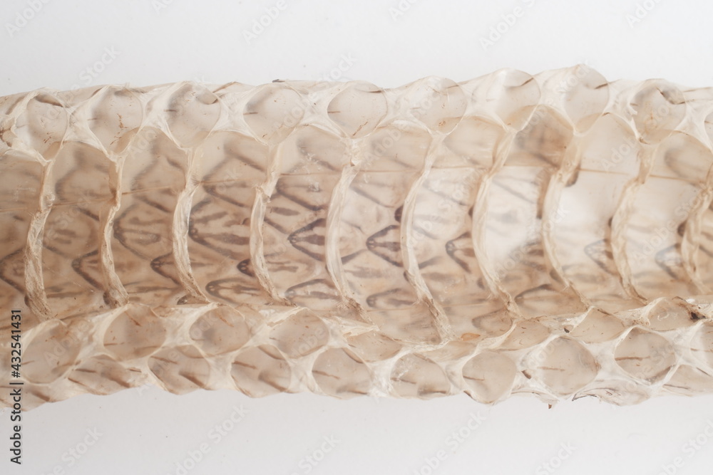 Snake shedding skin on white background,molting snake Stock Photo ...