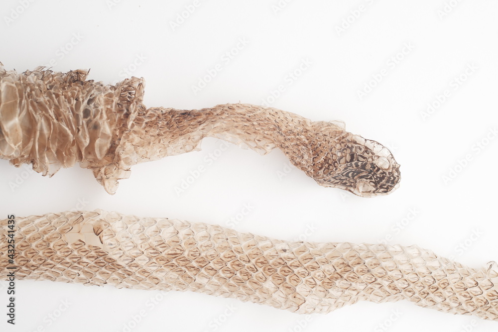 Snake shedding skin on white background,molting snake Stock Photo ...