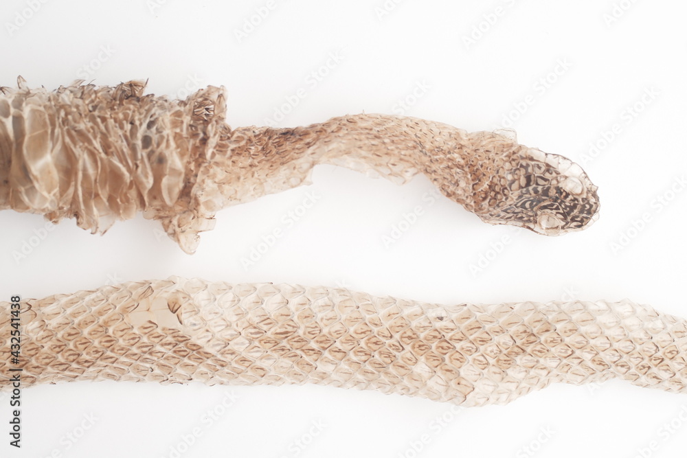 Snake shedding skin on white background,molting snake Stock Photo ...