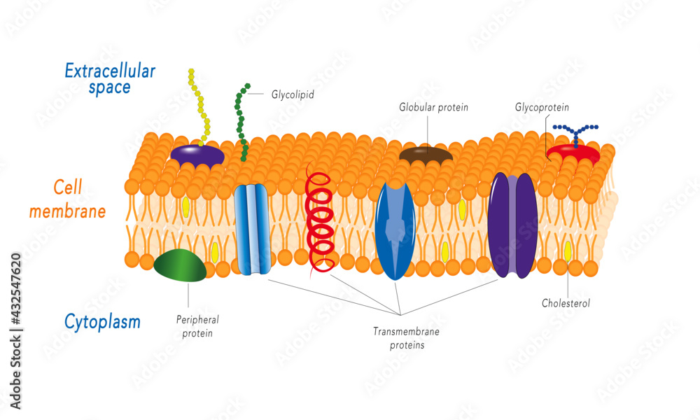 Lipid Bilayer Diagram