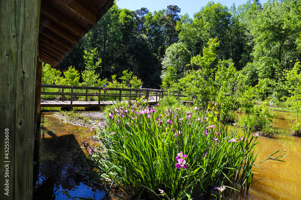 gorgeous shot of lush green trees and plants in the marsh with purple ...