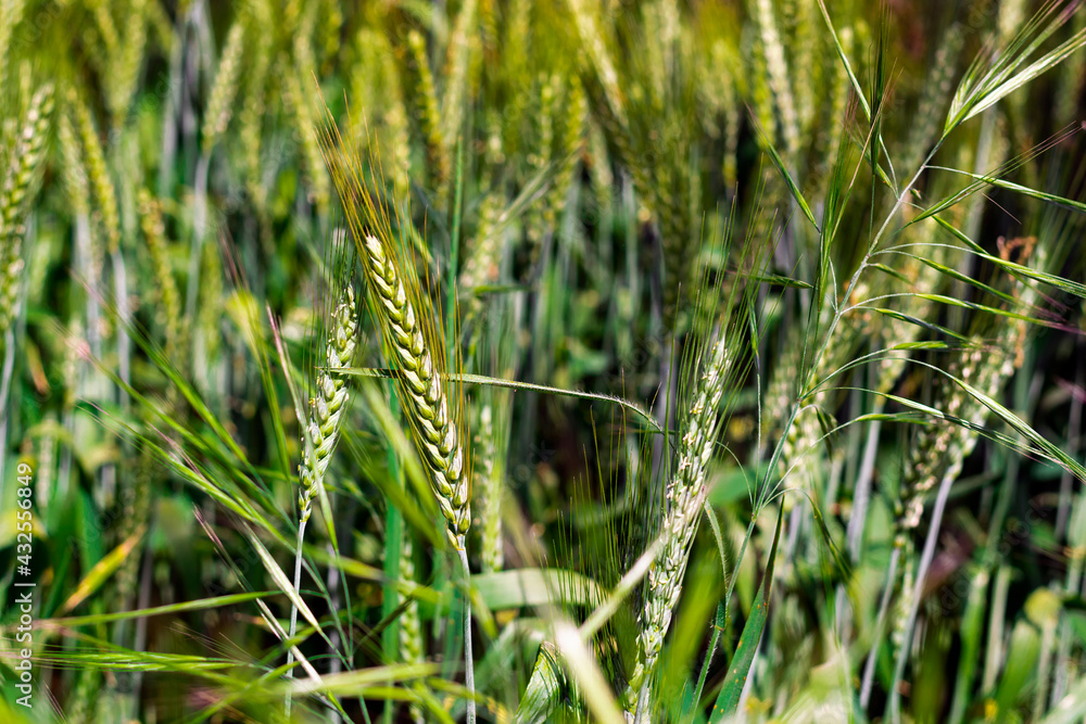 Bright green wheat and grass field banner size, agro background Stock ...