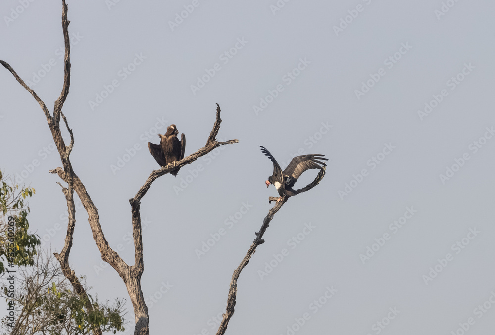 Red-headed vulture (Sarcogyps calvus) landed on tree branch and ...