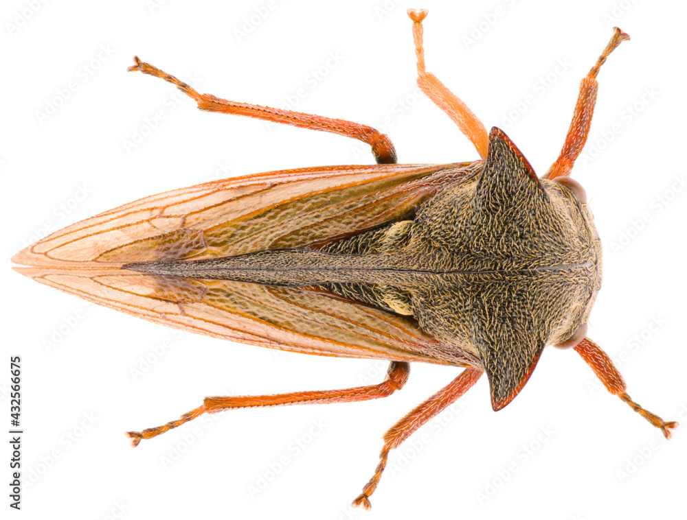 Centrotus cornutus thorn-hopper is a species of treehoppers belonging ...