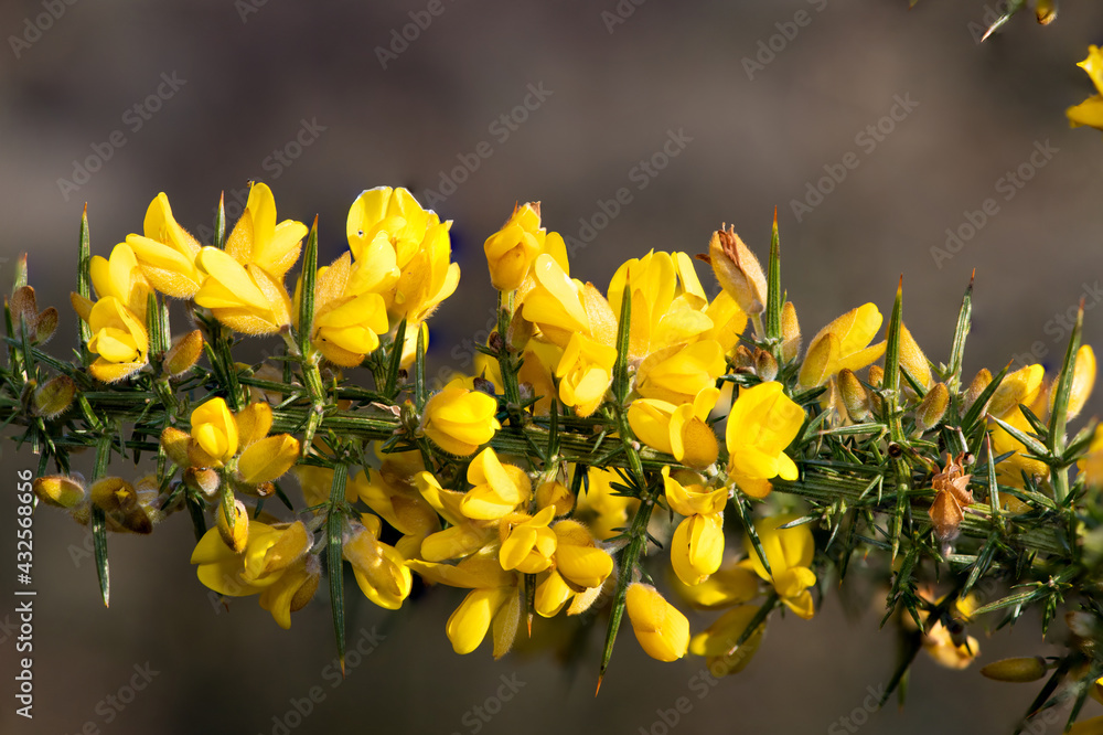 Ulex Europaeus