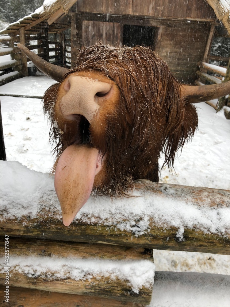 Big shaggy highland cow with funny expression showing its tongue Stock ...