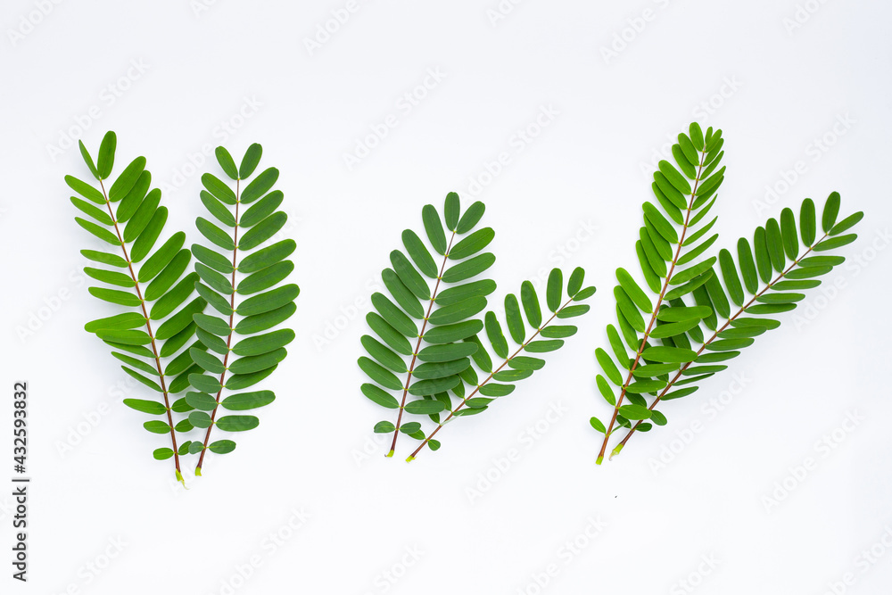 Sesbania Grandiflora leaves on white. foto de Stock | Adobe Stock
