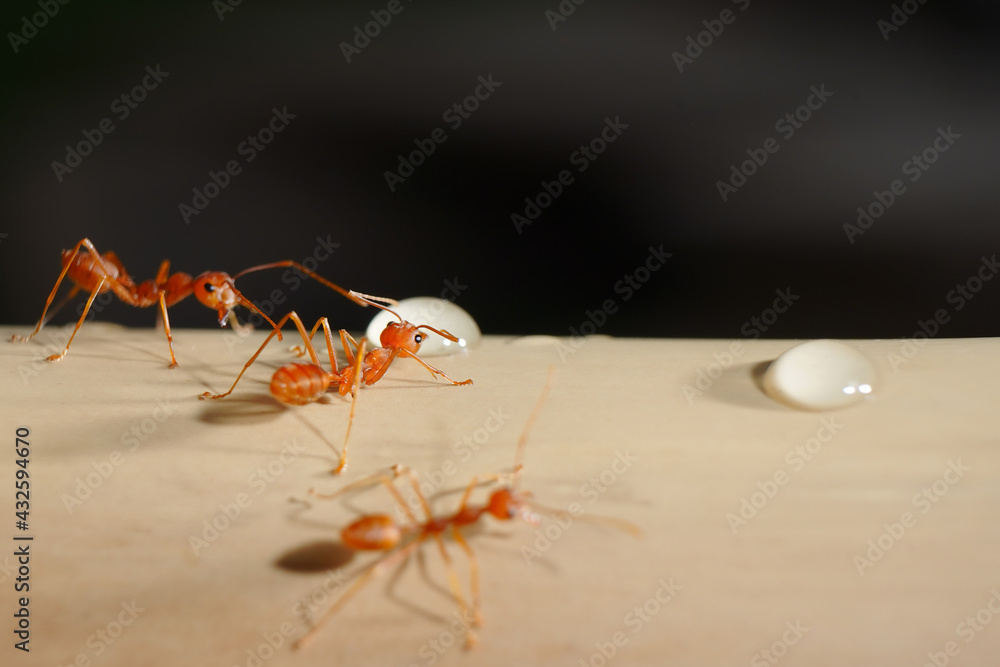Ants hard work. Ant standing Action, Concept unity teamwork together ...
