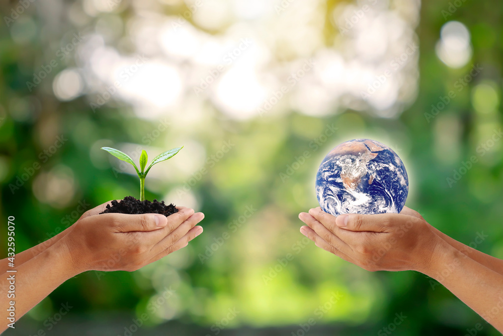 Exchange of planets in the hands of humans with young plants in the ...