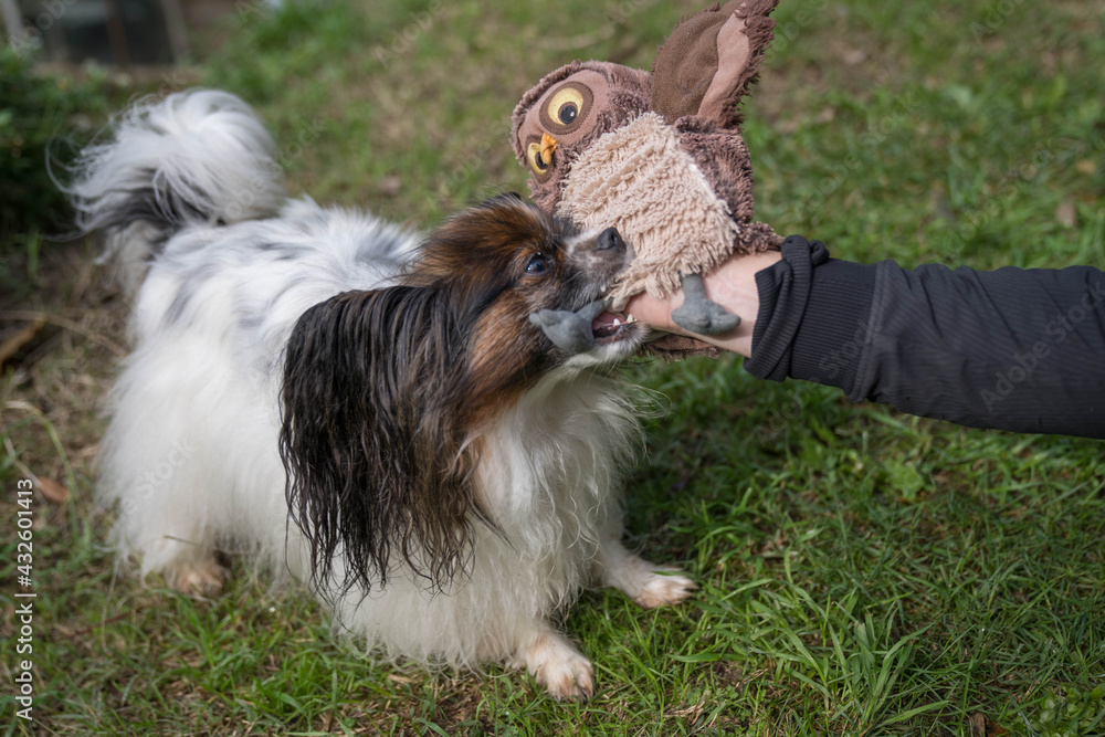 cute papillon dog papillion is a small, dainty-looking dog with ears ...