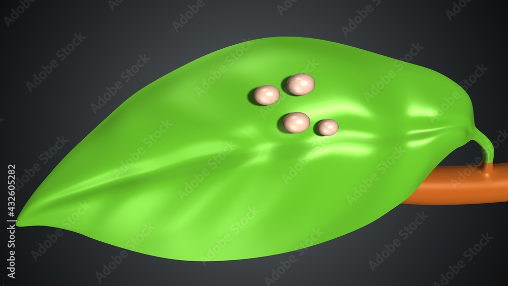 3d illustration of butterfly life cycle stages anatomy. Stock ...