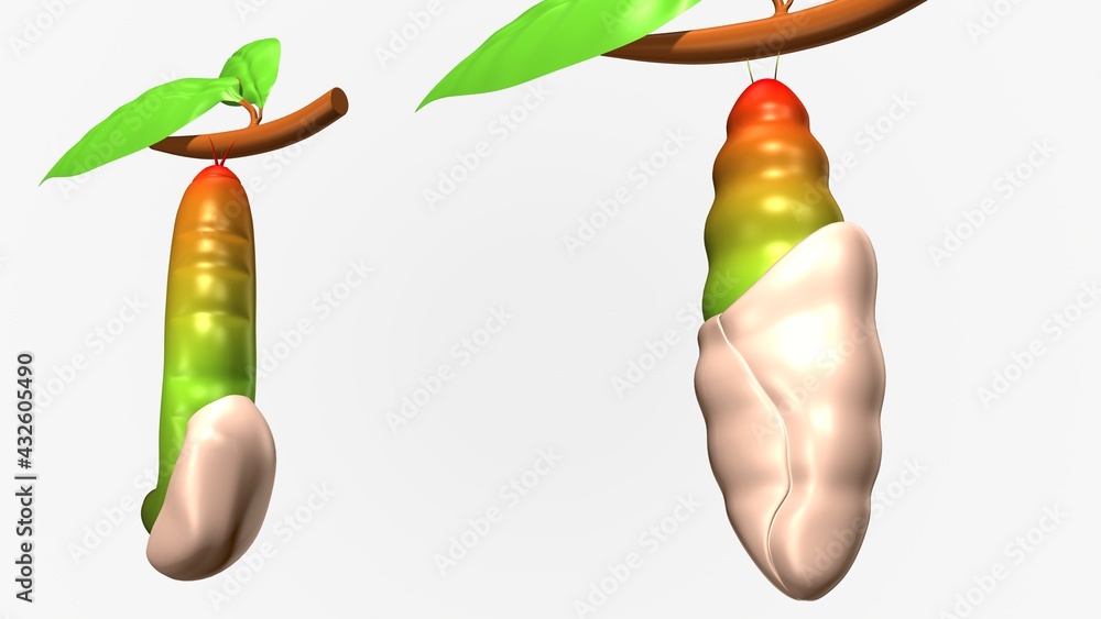 3d illustration of pupa level butterfly life cycle Stock Illustration ...