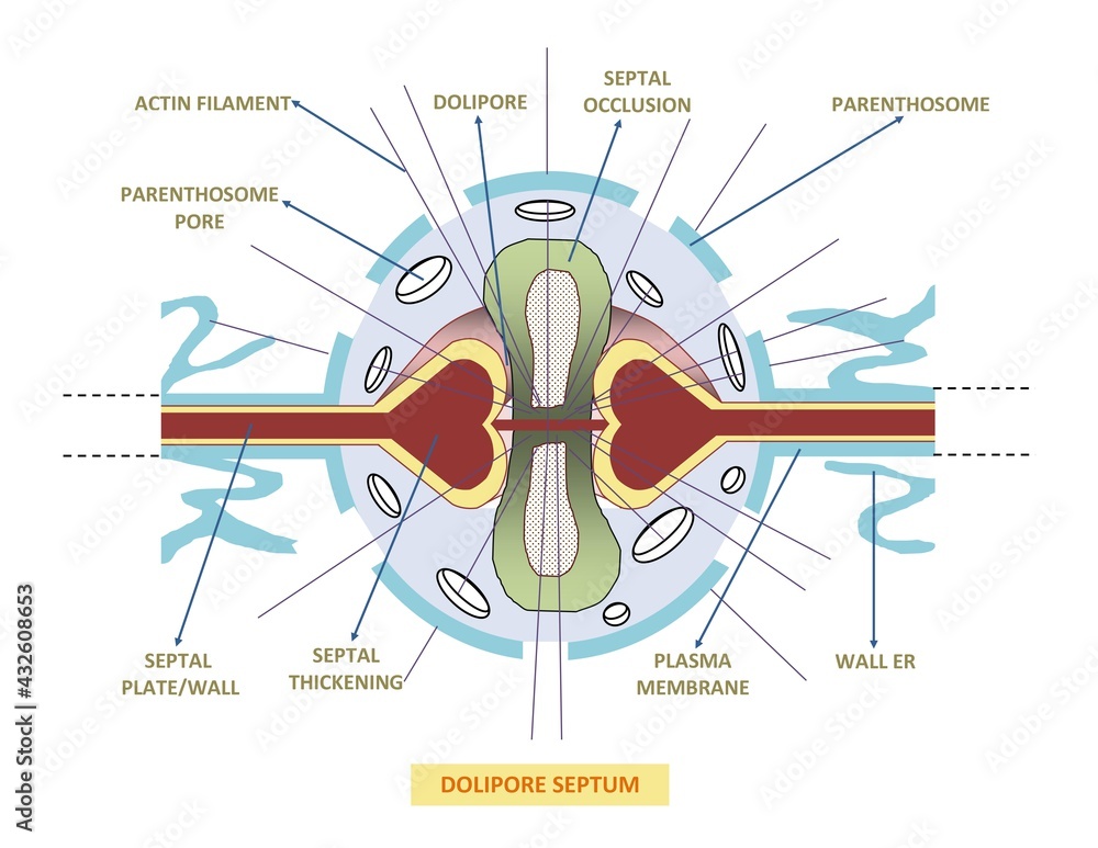 DIAGRAM SHOWING DIFFERENT PARTS OF DOLIPORE SEPTUM OF BASIDIOMYCETES OR ...
