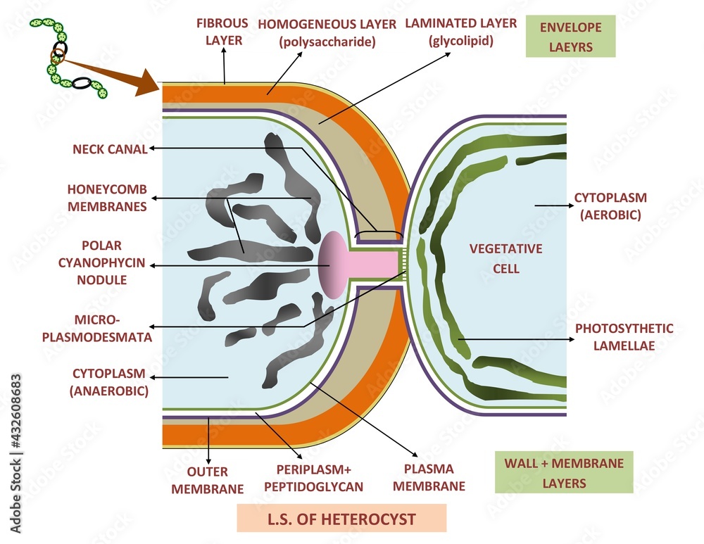 Green Algae Diagram