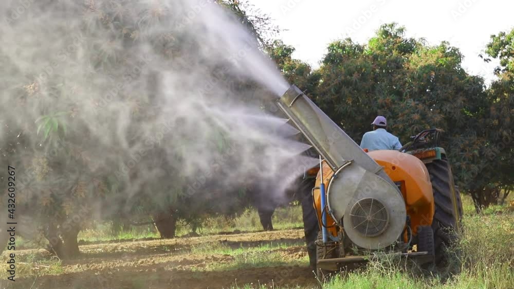 Tractor spraying mango in mango orchard,Mango cultivation,agriculture ...