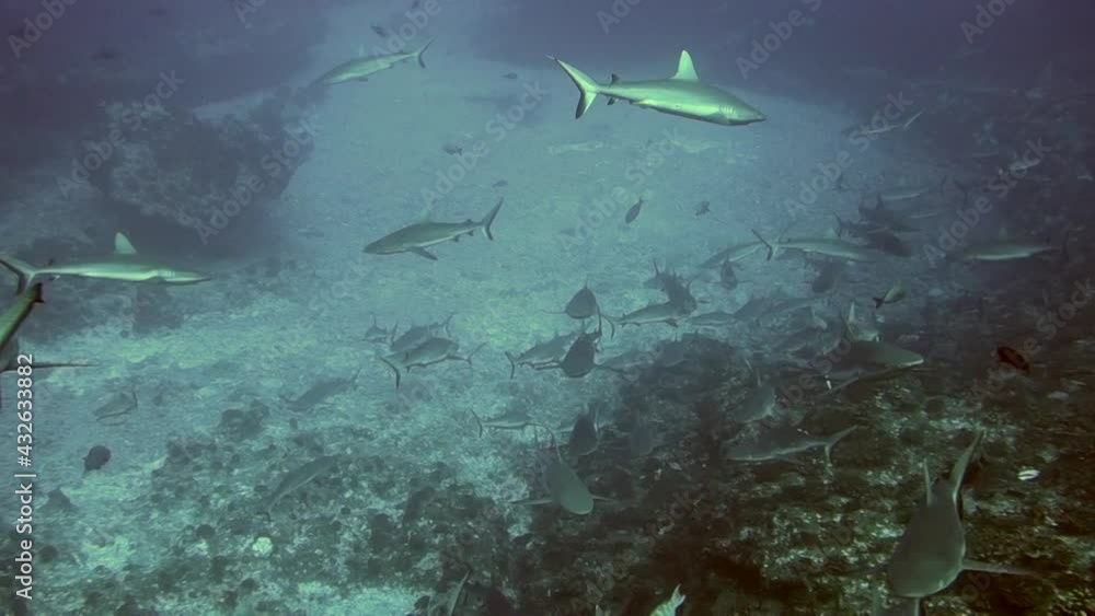 Vídeo do Stock: School of Blacktip Gray Reef Shark with Cubs ...