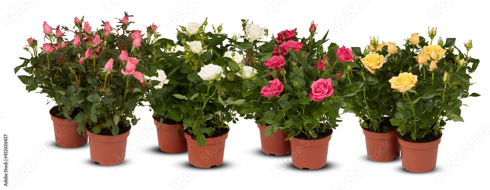 rose multicolored beautiful flower in line up many pot isolated on ...