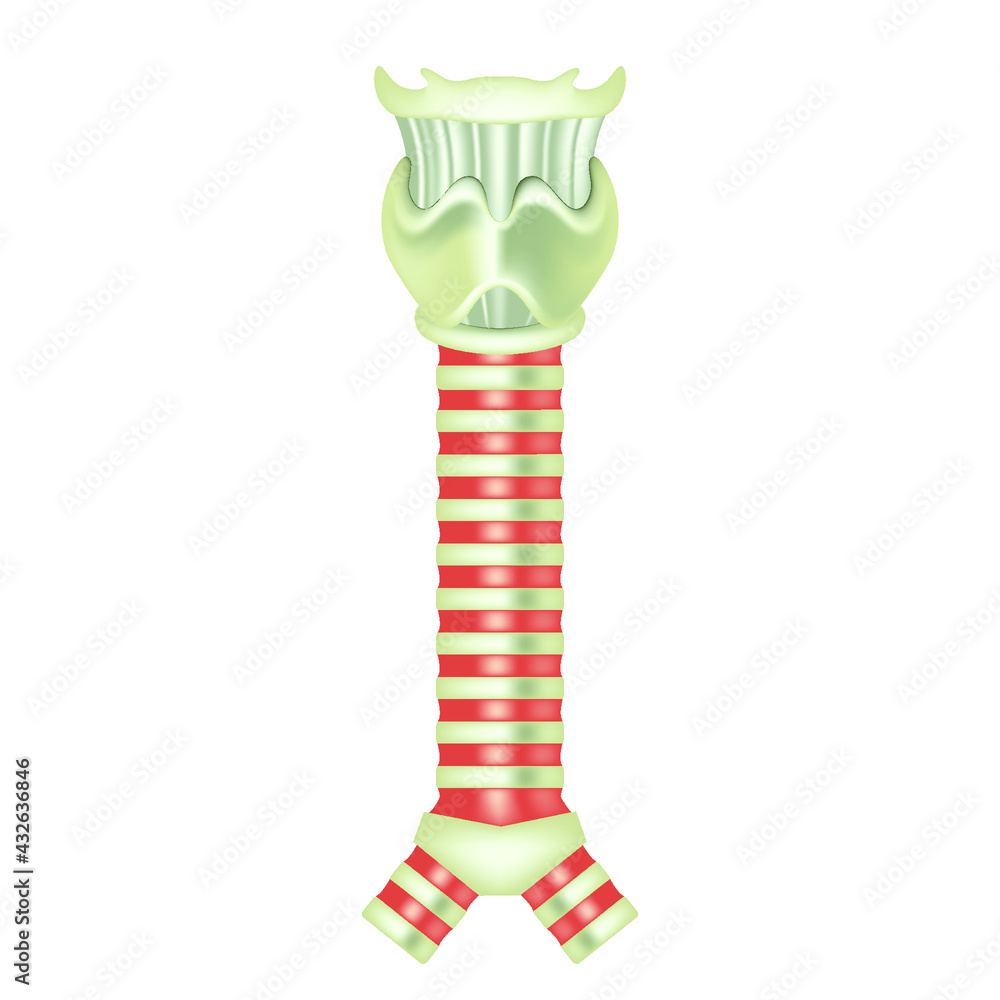 The structure of the human trachea. The hyoid bone. Adam's apple. Left ...