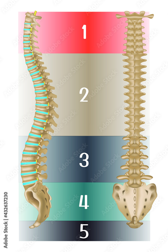 Human spine anatomy. Side and back views. Tutorial. Divided into ...