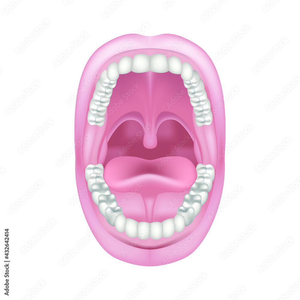 Anatomy of the oral cavity. Open mouth wide. Two rows of teeth with ...