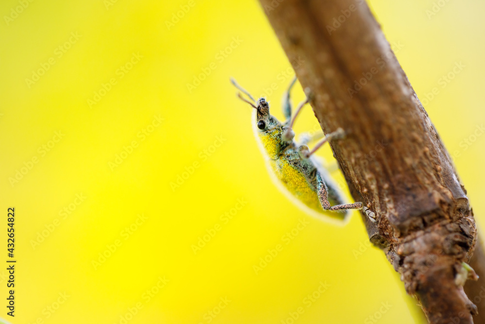 Broad-nosed weevil (Polydrusus formosus) on Cassia Fistula Stock Photo ...