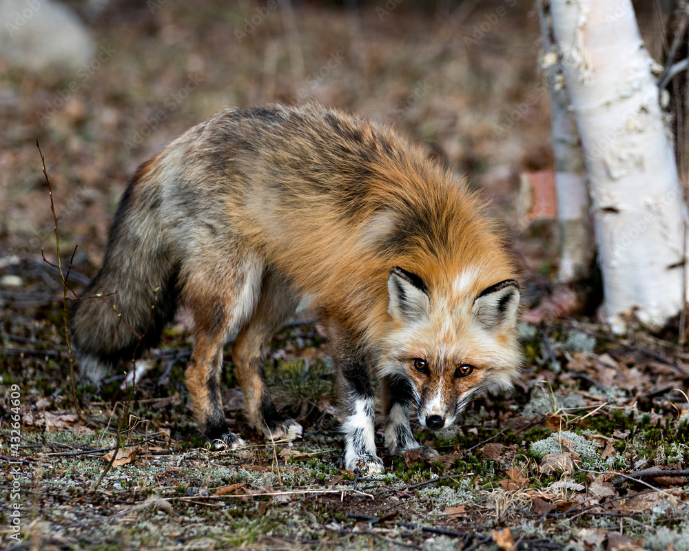 Red Fox Photo Stock. Unique fox close-up profile side view in the ...