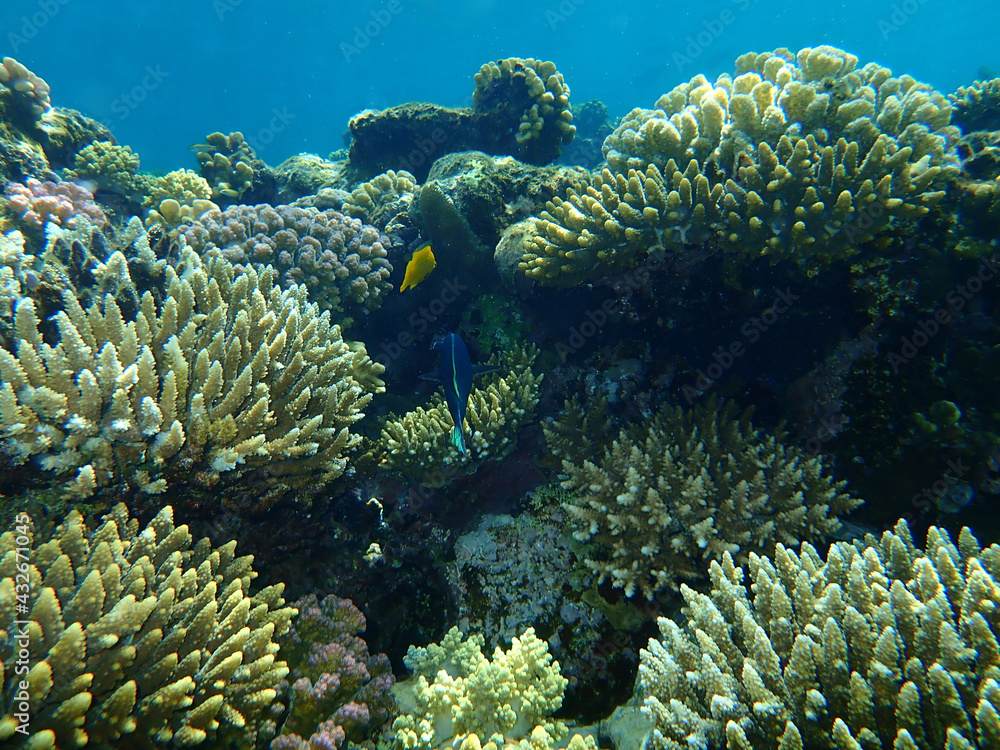 Stunning undersea coral reef view, Red Sea, Egypt, Sharm El Sheikh ...