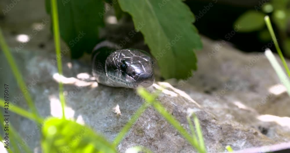 black rat snake close up of head as it stalks prey and senses ...