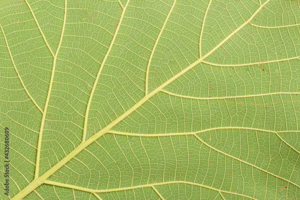 Teak leaf texture,texture background Stock Photo | Adobe Stock