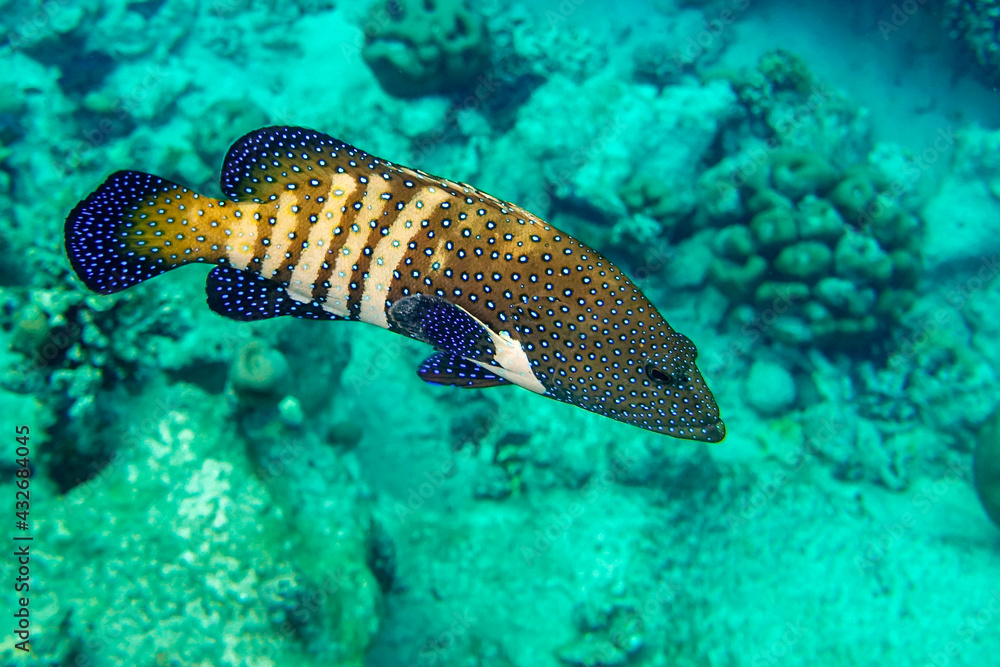 Peacock grouper (cephalopholis argus) - coral fish - Red sea Stock ...