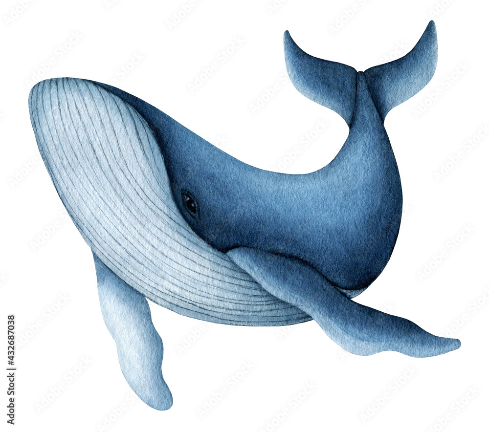 Watercolor Blue Whale. Hand drawn Sea Life illustration. Oceanic wild ...