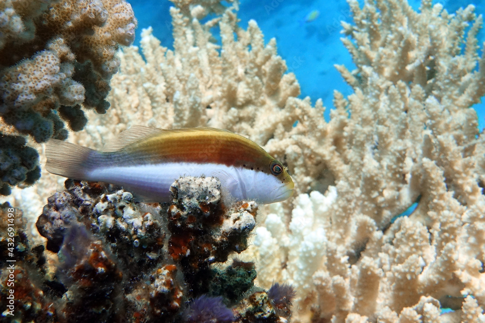 Black-sided hawkfish (Paracirrhites forsteri), freckled hawkfish or ...