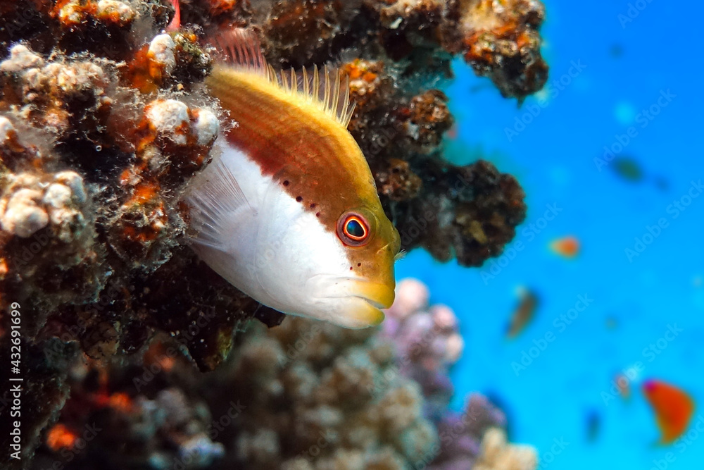 Black-sided hawkfish (Paracirrhites forsteri), freckled hawkfish or ...