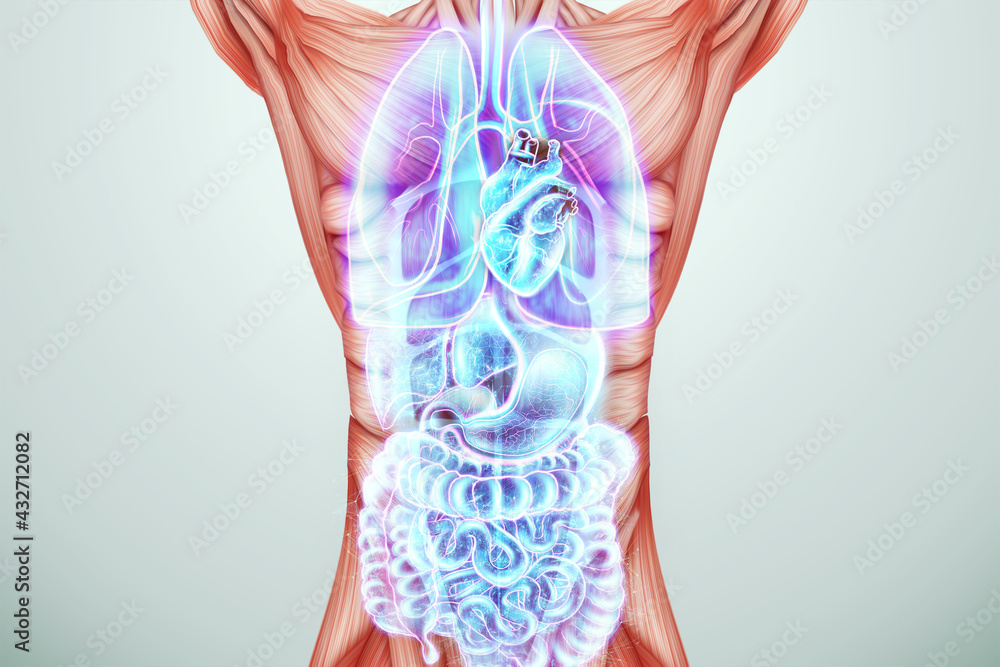 A hologram of human internal organs and the body of a beautiful young ...