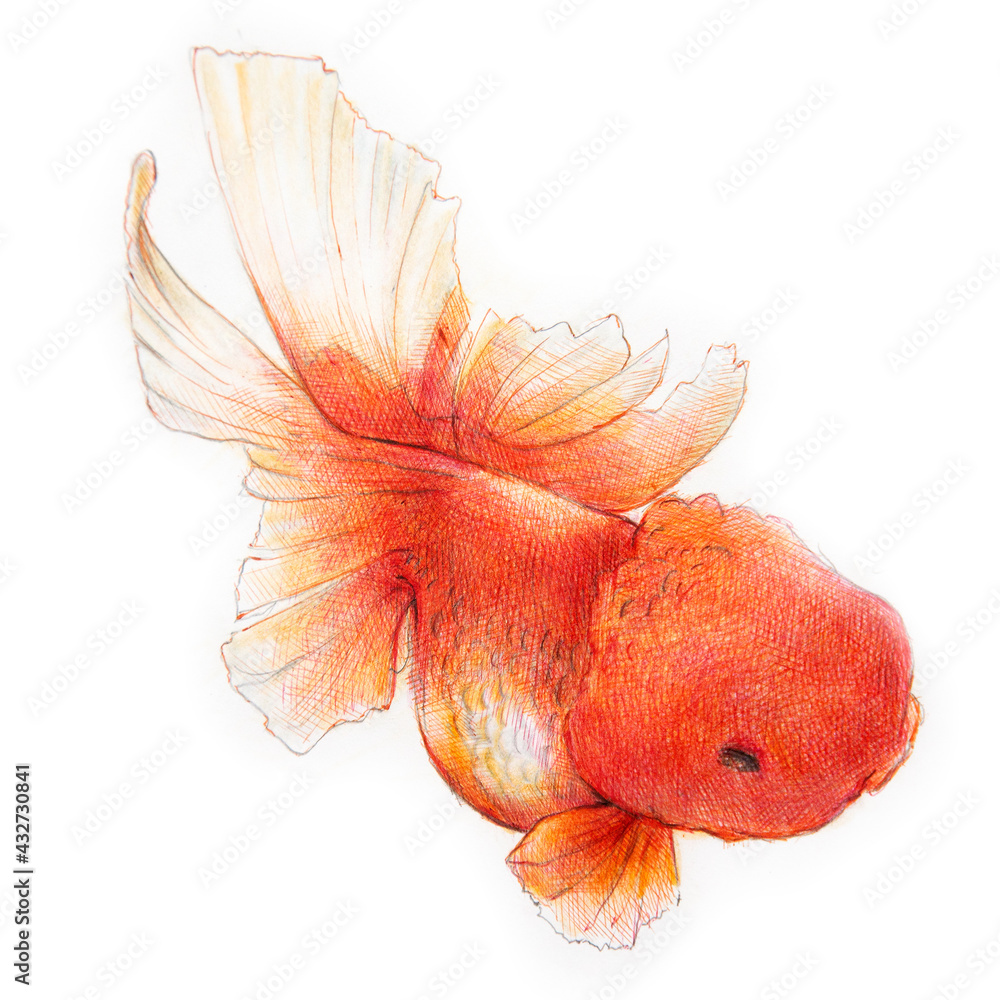 fish Painting, Ballpoint Pen on Paper Illustration colorful fish white ...