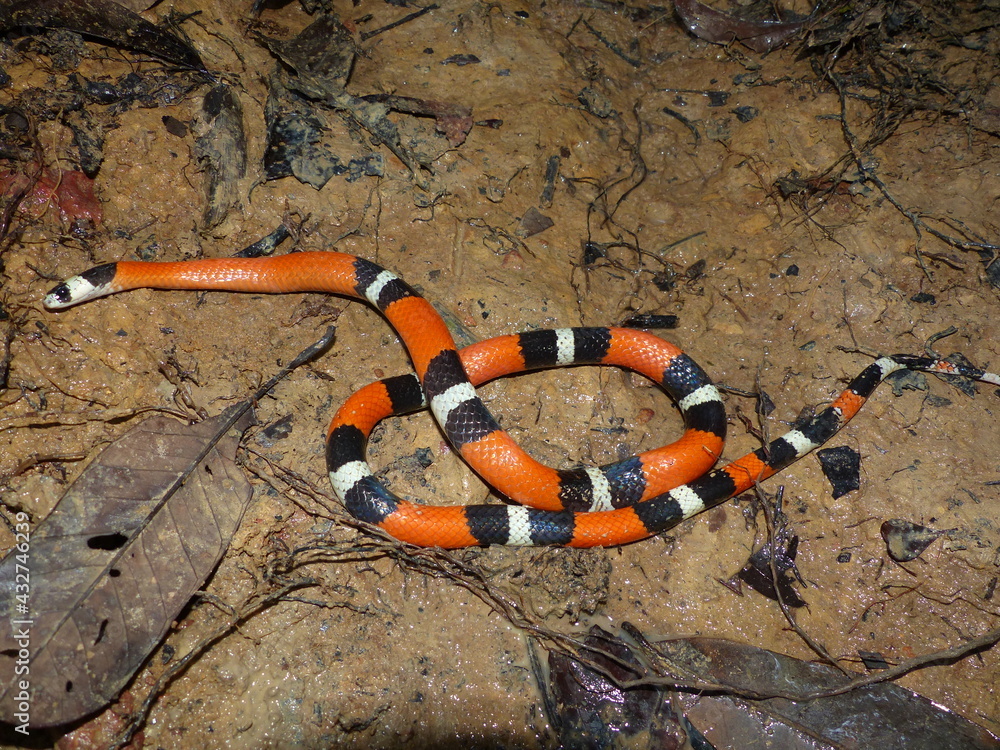 Erythrolamprus aesculapii, also known commonly as the Aesculapian false ...