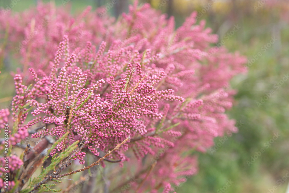 Tamarix gallica, French tamarisk - deciduous, herbaceous, twiggy shrub ...