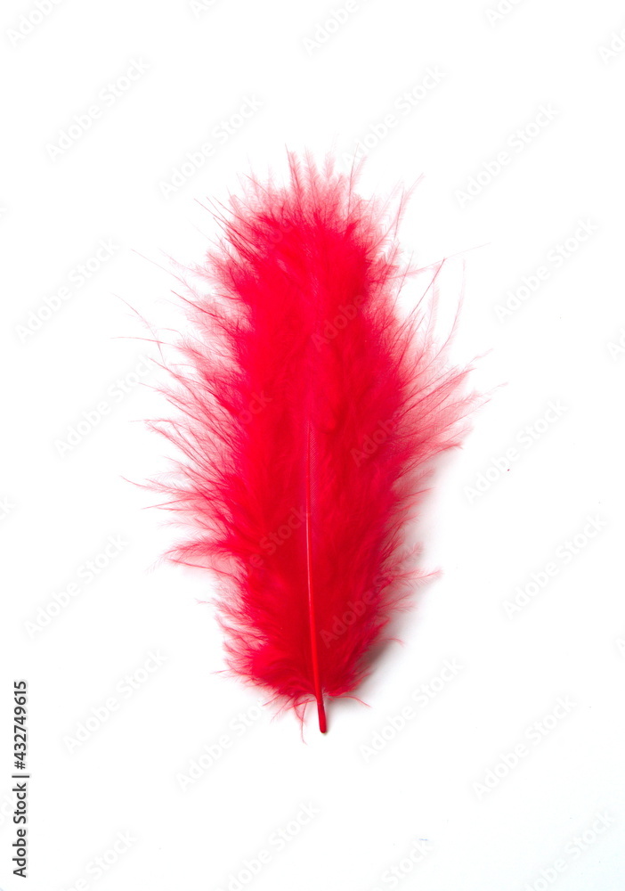 Red plume, bird feather on white background Stock Photo | Adobe Stock