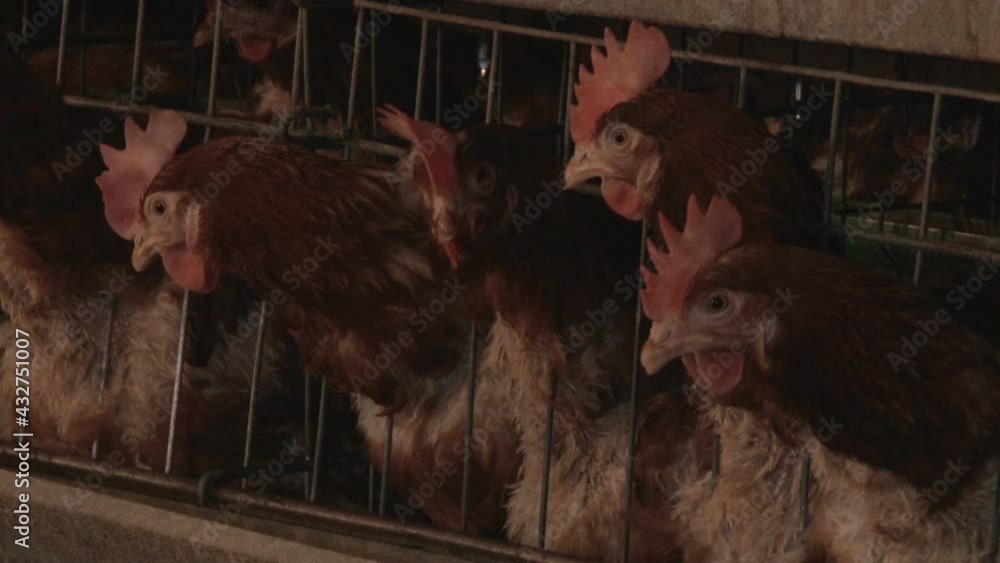 laying hens with stacked cages. Layer hens on egg farm. Egg laying hens ...