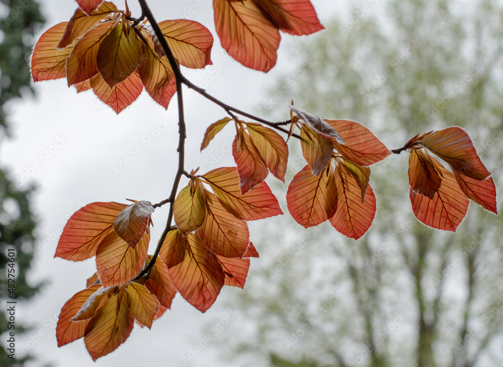 The Copper beech tree (Fagus sylvatica purpurea) leaves isolated, close ...