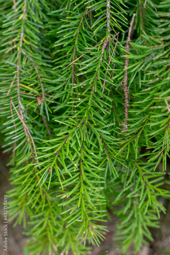 Picea omorica (omorika) also known as Serbian spruce, Pančić spruce ...