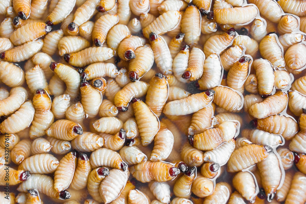 The palm weevil is one of species of snout beetle. This is beetle worm ...