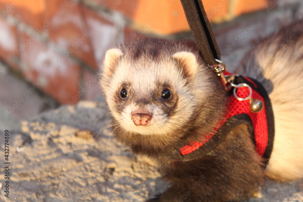 Pet ferret on a walk, ferret in the park, pet exotic animal, furry ...
