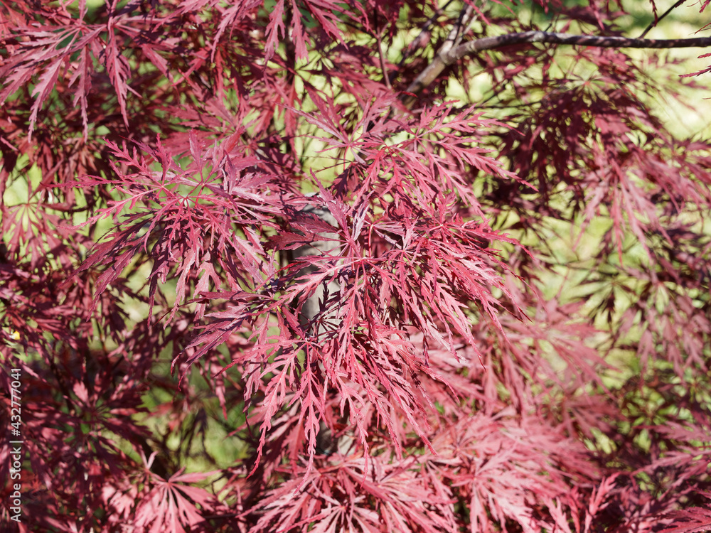Acer palmatum dissectum 'Garnet' or Red Japanese maple tree with ...