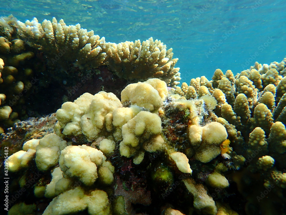 Stunning undersea coral reef view, Red Sea, Egypt, Sharm El Sheikh ...